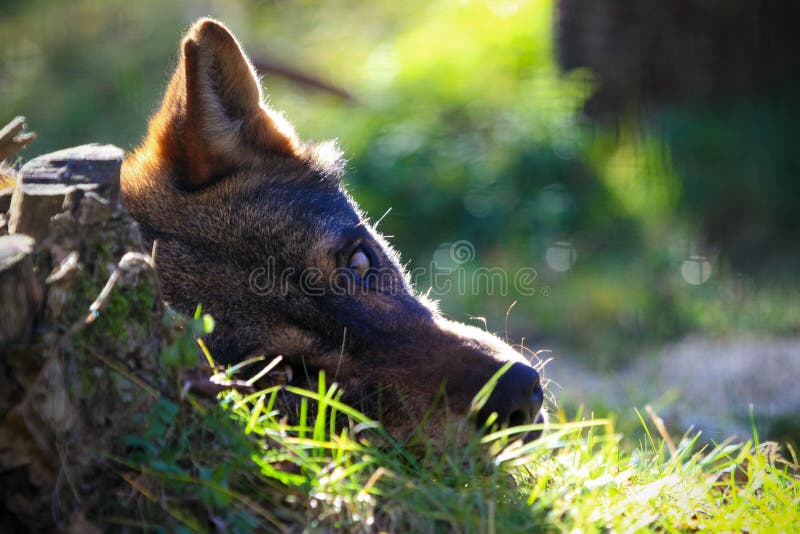 178 Wolf Behind Tree Stock Photos - Free & Royalty-Free Stock Photos ...