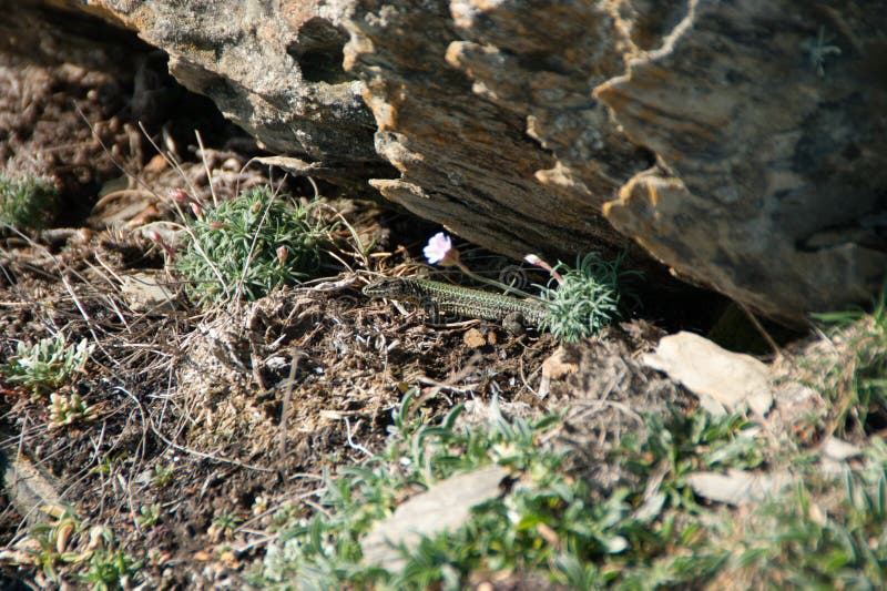 Hiden lizard stock photo. Image of lizard, animal, nature - 91265288