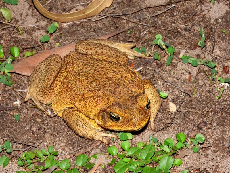 Cane Toad (Bufo Marinus) in Australia Stock Image - Image of marina ...