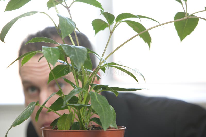 Hiding stock image. Image of hiding, hides, leaf, mistake - 4482489