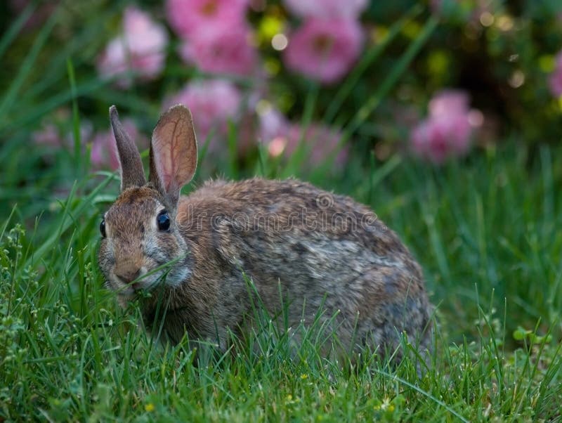 Young Cottontail Rabbit stock photo. Image of mammal - 19657870