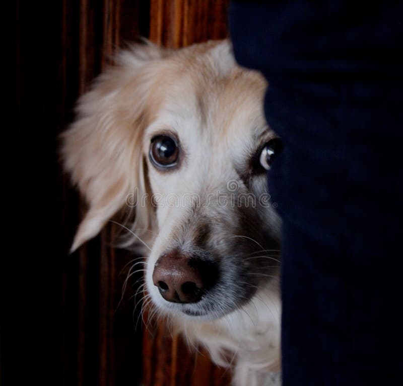 Hiding stock photo. Image of puppy, love, peeking, cute - 50921646