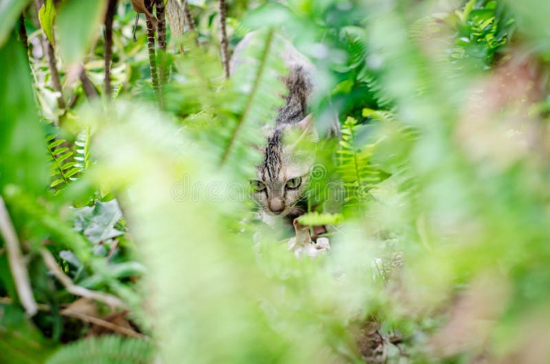 Hiding Cat stock image. Image of animal, bengal, cute - 42942167
