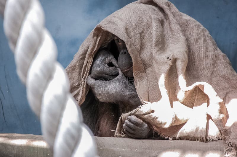 Hiding chimpanzee stock image. Image of primates, monkey - 247175565