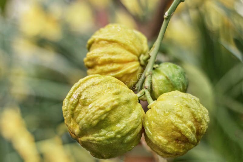 Hiding Citron Fruits on a Tree in a Flowering Garden . Selective Focus ...