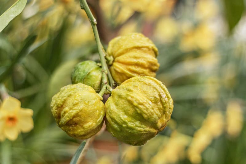 Hiding Citron Fruits on a Tree in a Flowering Garden . Selective Focus ...
