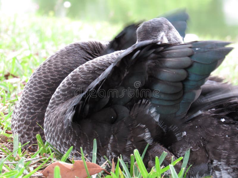 Hiding duck stock photo. Image of nature, duck, birds - 74213752