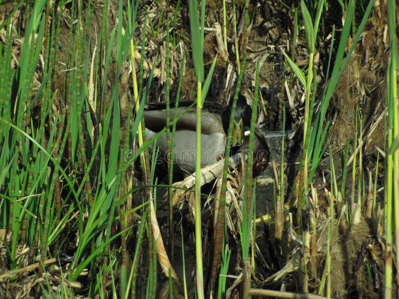 Hiding duck stock image. Image of plants, green, love - 111519937