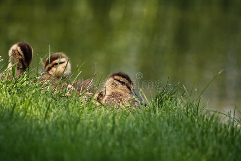 Hiding ducklings stock image. Image of grass, duck, fauna - 28667551