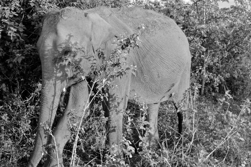 277 Elephant Hiding Stock Photos - Free & Royalty-Free Stock Photos ...