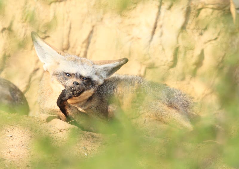 Fennec Fox (Vulpes zerda) stock image. Image of fennec - 22745529