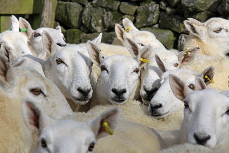 Hiding in the flock stock image. Image of teamwork, corralled - 11270843