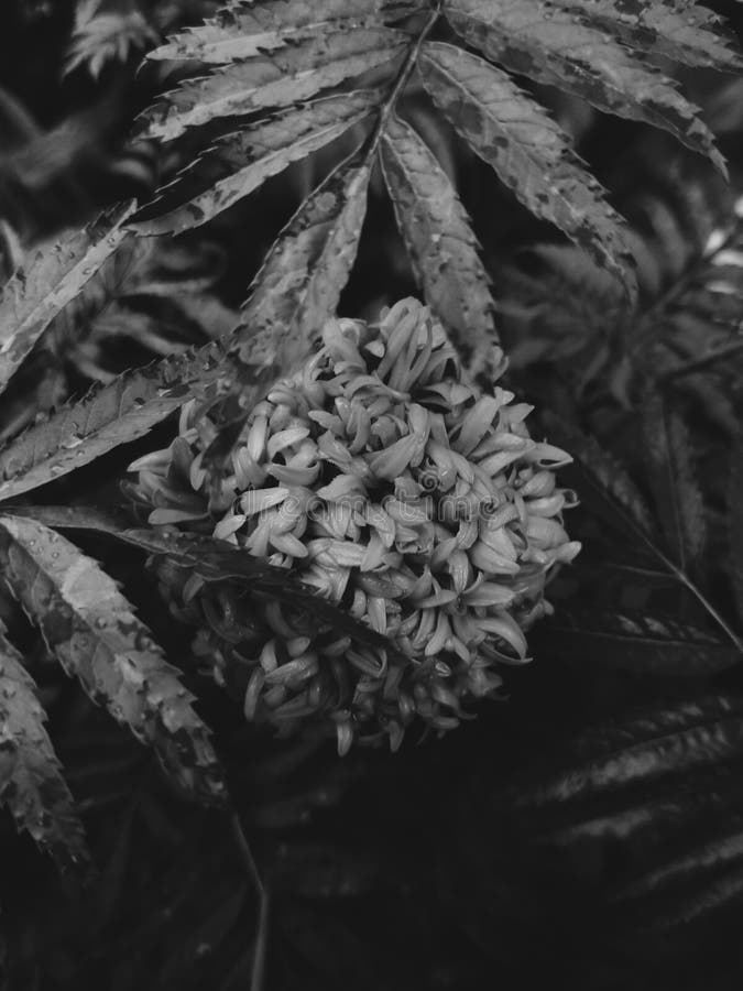 Hiding flower stock photo. Image of design, nature, blooming - 200250720