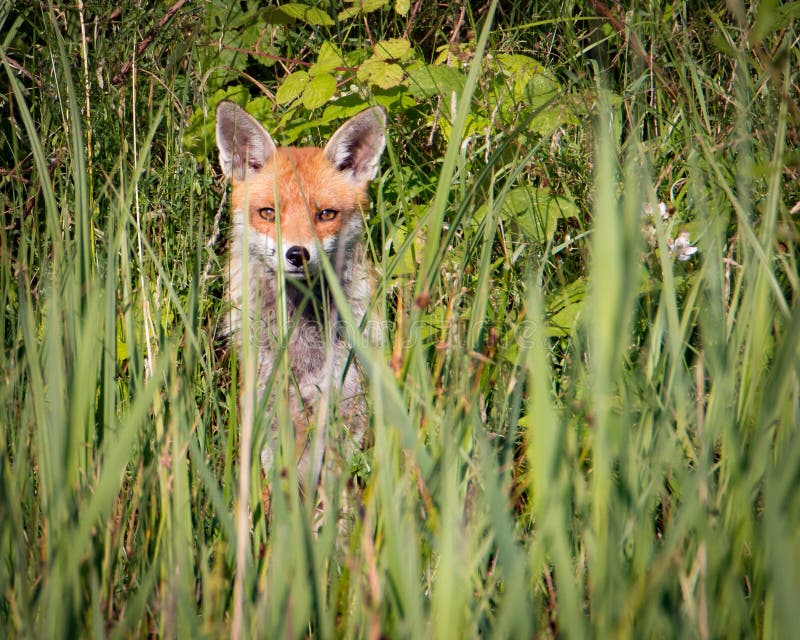 Hiding fox stock image. Image of wild, outdoors, cute - 92237515