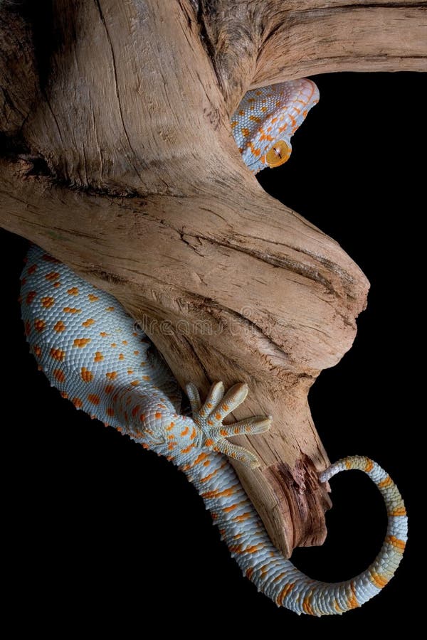 Tokay Gecko with Mouth Open Stock Photo - Image of tokay, predator ...