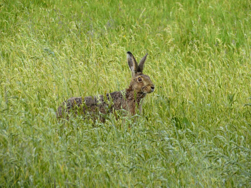 Hiding Hare Lepus Europaeus - Brown Hare Sits in the Grass Stock Photo ...
