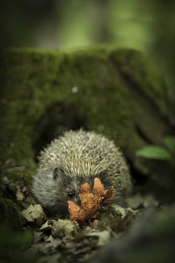 162 Hiding Hedgehog Stock Photos - Free & Royalty-Free Stock Photos ...