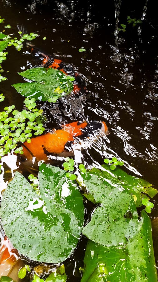 Koi Fish Hiding Stock Photos - Free & Royalty-Free Stock Photos from ...