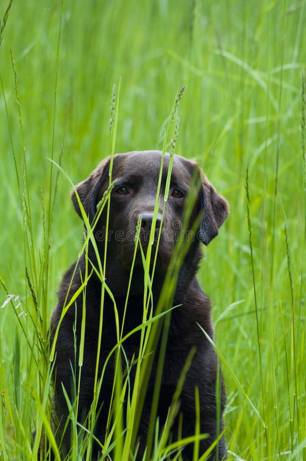 Hiding Labrador stock photo. Image of adorable, hiding - 14446088