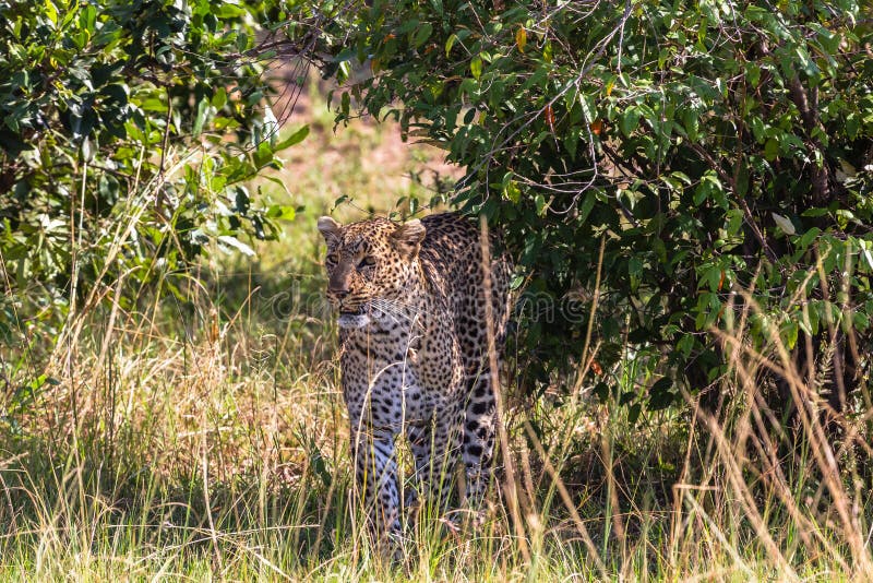 Hiding the Leopard. Hunt of Predator Stock Photo - Image of green ...