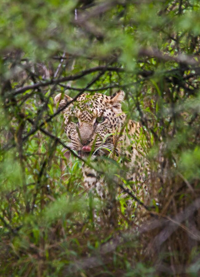 Hiding Leopard Panthera Pardus 15167 Stock Photo - Image of pardus ...