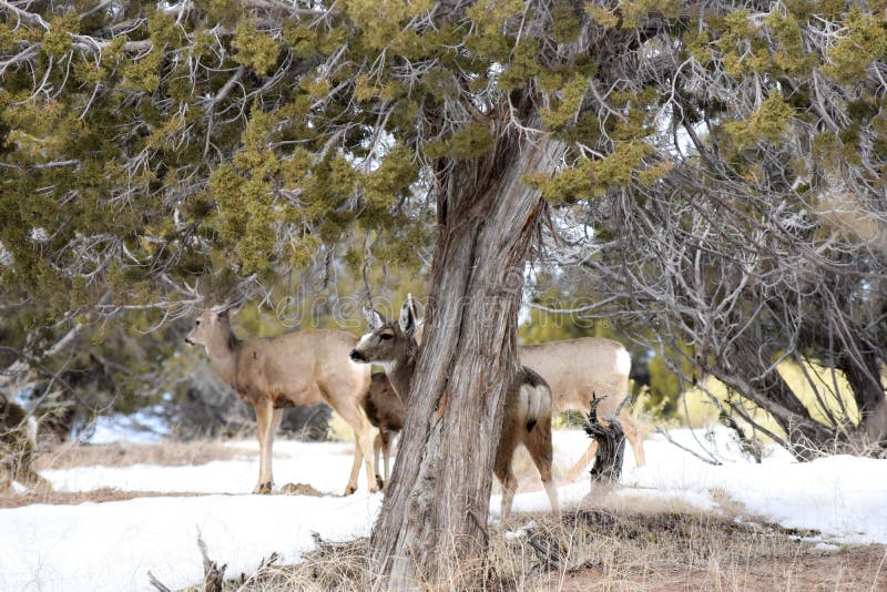 Mule Deer Doe Hidden in Oak Trees Stock Photo - Image of hide, oaktrees ...
