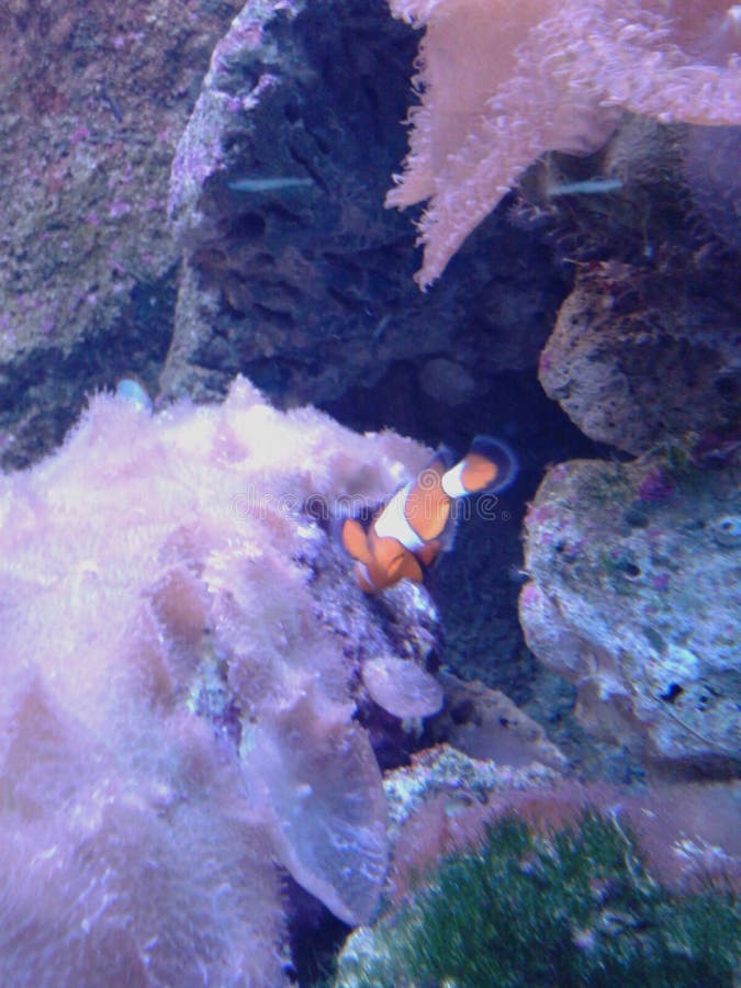 Hiding Nemo fish stock photo. Image of nemo, aquarium - 251083538