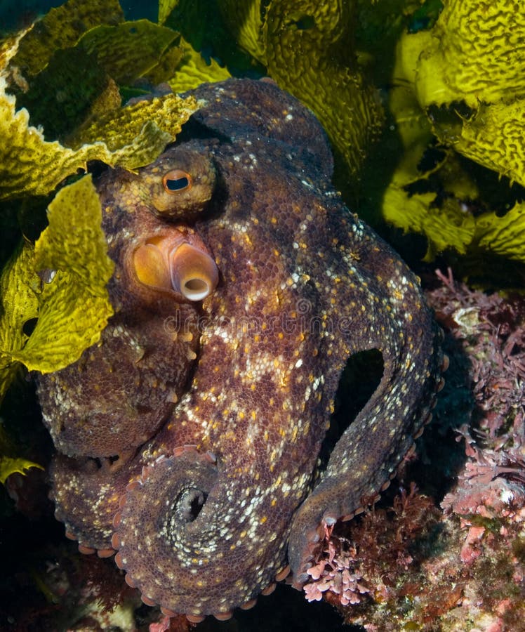 Hiding Octopus stock image. Image of marine, octopus - 13804181