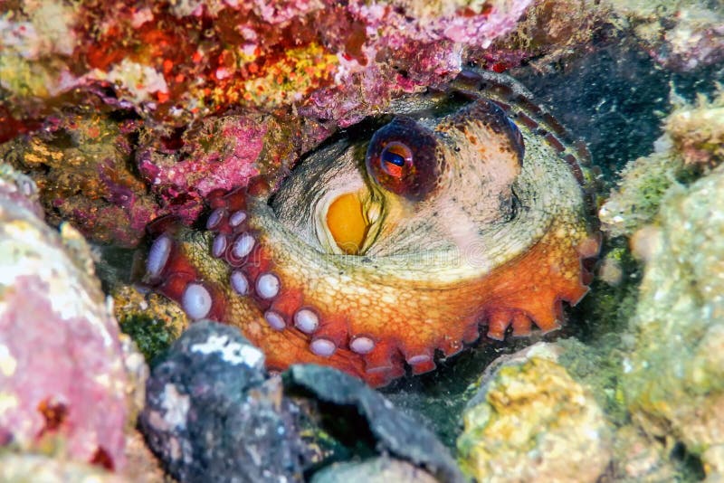 Hiding Octopus on Reef, Underwater Stock Image - Image of fish, life ...