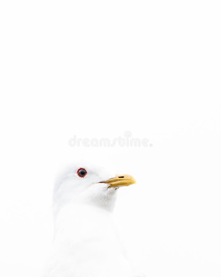 The Head of a Common Gull in High-key Stock Image - Image of fågel ...
