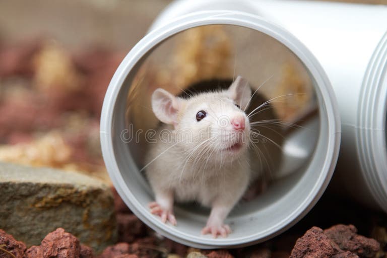 Hiding rat stock image. Image of pest, nose, outdoor - 18505523