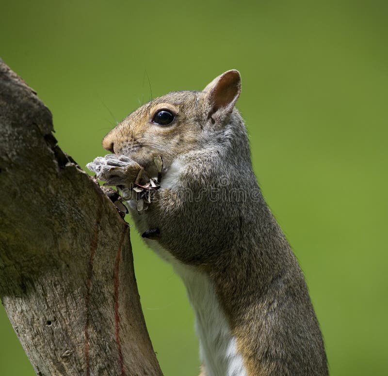 Hiding seed bandit stock photo. Image of wood, food, wild - 10741258