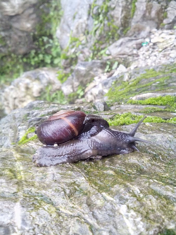 Hiding Snail editorial stock image. Image of nature, hiding - 57799014