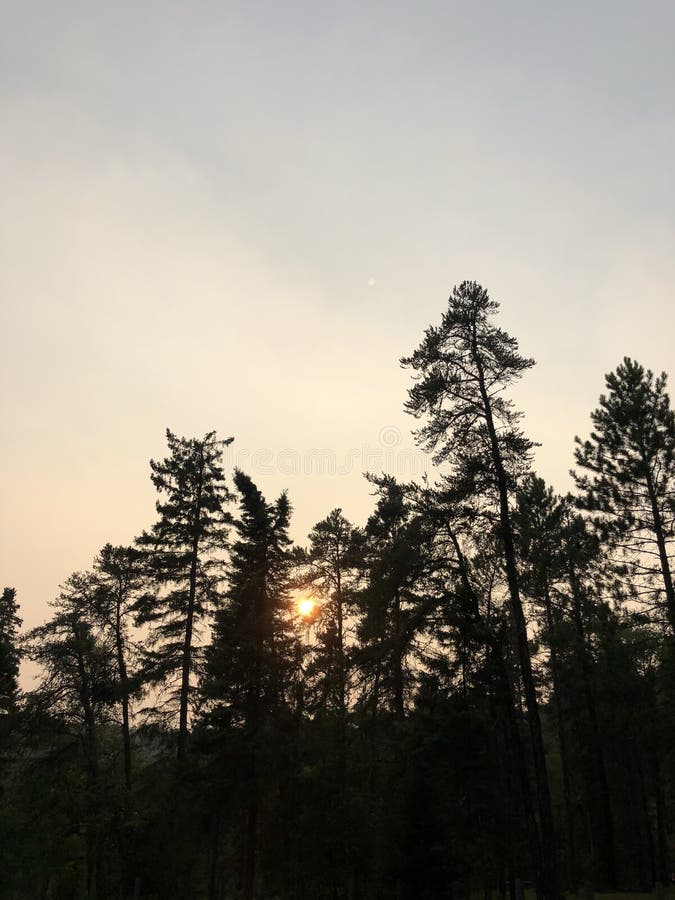 Hiding sun stock photo. Image of trees, evening, hiding - 124223052