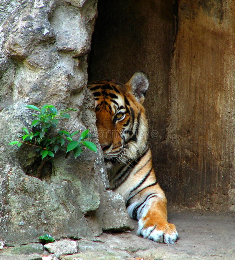 903 Tiger Hiding Stock Photos - Free & Royalty-Free Stock Photos from ...