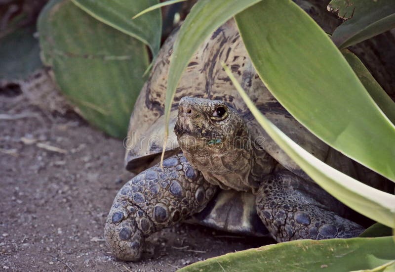 Tortious stock photo. Image of college, moorpark, green - 118828712