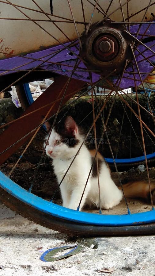 Hiding Under Cart Stock Photos - Free & Royalty-Free Stock Photos from ...