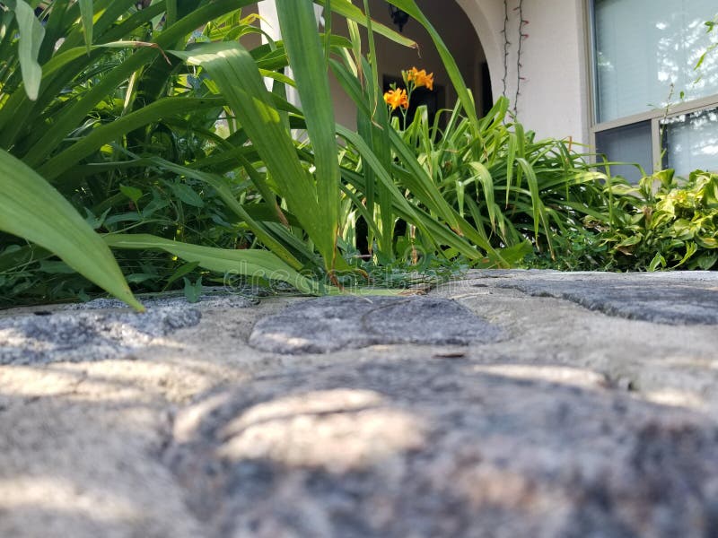Hiding in the Vegetation and Behind Rock Steps Stock Photo - Image of ...