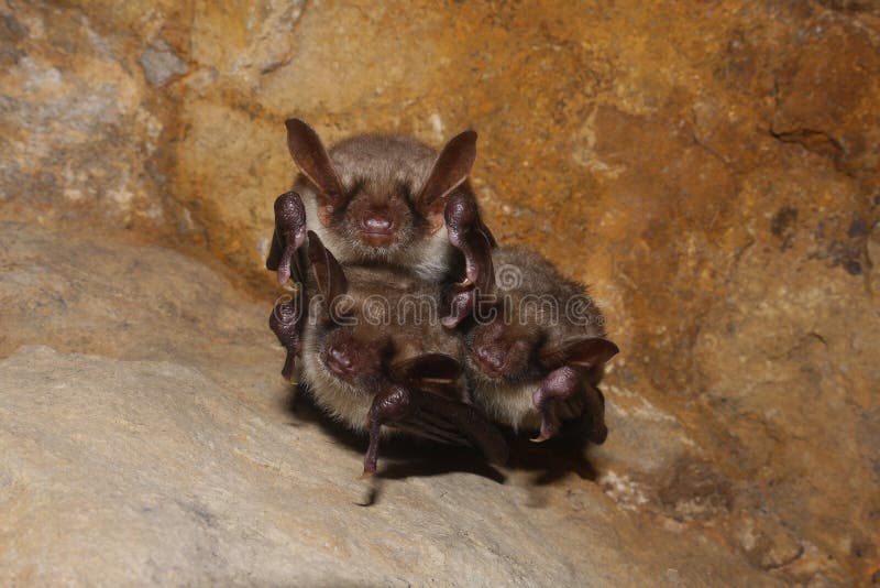 12,392 Hiebe Fotos - Kostenlose und Royalty-Free Stock-Fotos von Dreamstime