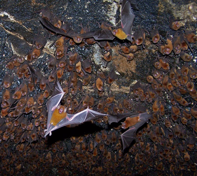 Hiebe stockfoto. Bild von tier, hieb, bedeutung, draussen - 17355608