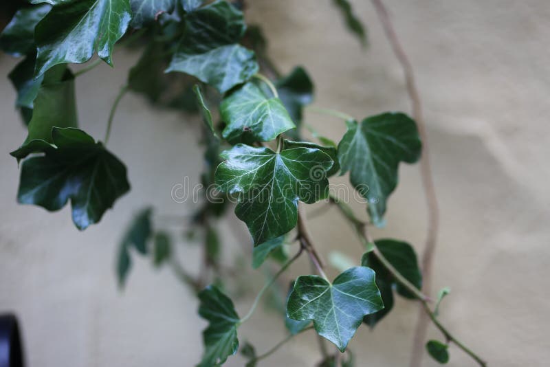 Hiedra - planta torcida foto de archivo. Imagen de follaje - 121556926