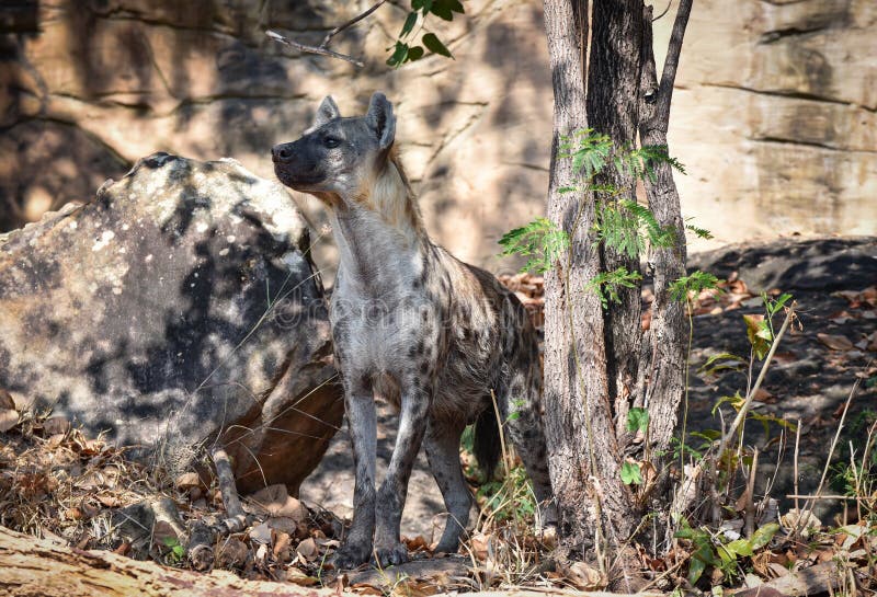 Hiena imagen de archivo. Imagen de riéndose, zambia - 114191057