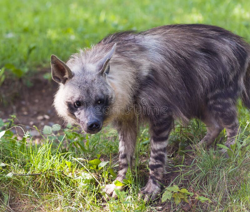 Hiena imagen de archivo. Imagen de fauna, cubo, trituradoras - 94257649