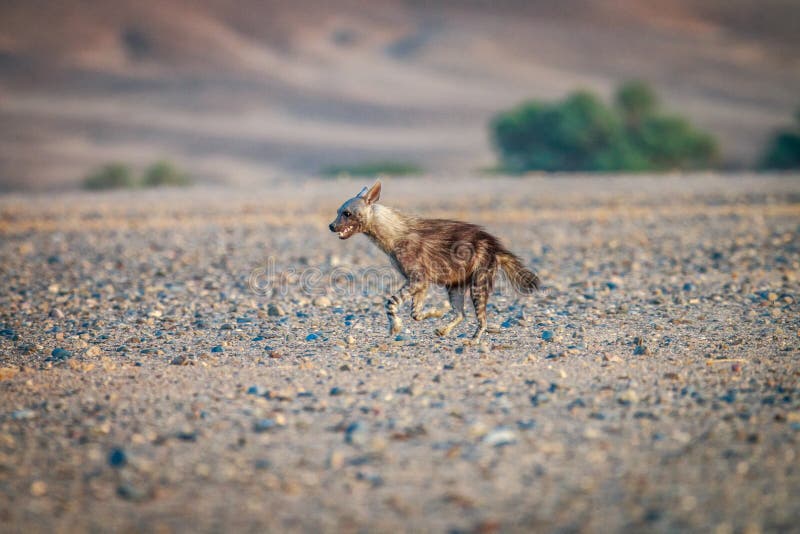 Hiena De Brown Que Corre En El Desierto Imagen de archivo - Imagen de ...