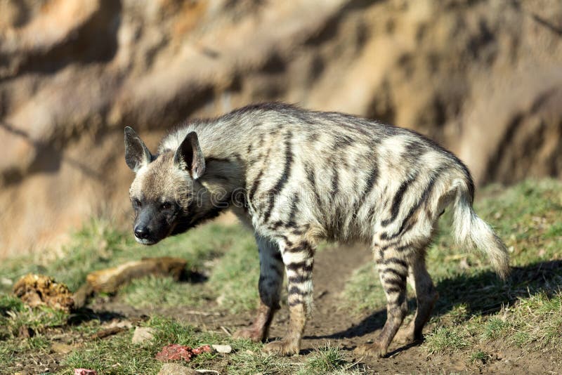 Hiena Listrada (hyaena De Hyaena) Imagem de Stock - Imagem de hienas ...