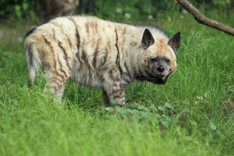 Hiena rayada foto de archivo. Imagen de hiena, adulto - 31365766