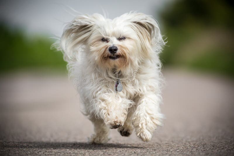 Hier gehen wir stockbild. Bild von tätigkeit, reinrassig - 43460953