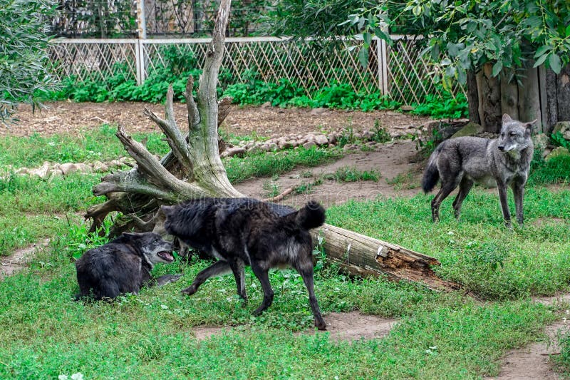 Hierarchic Encounter between Black Wolves. Fighting Wolves, Canis Lupus ...