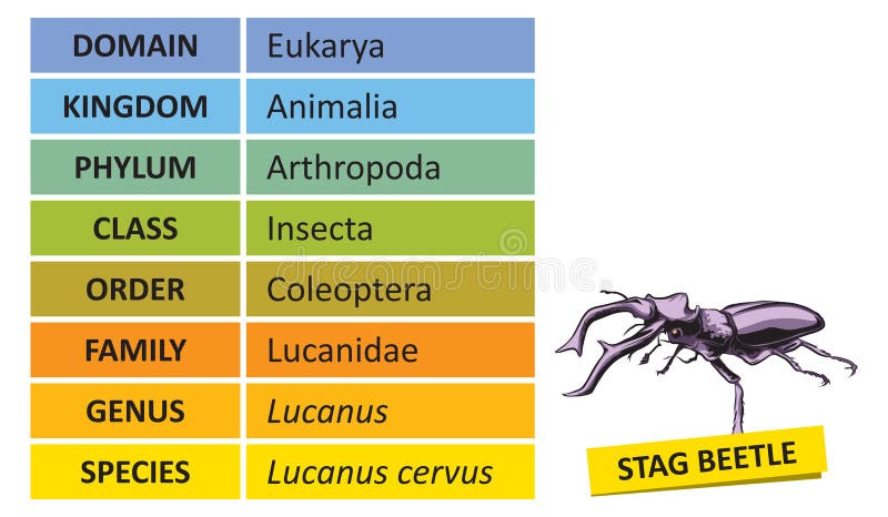 taxon example