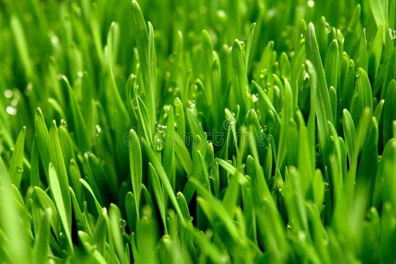 Verde Pantano Color Pictures And Images - RGB Color Hex Code [#408000 ...